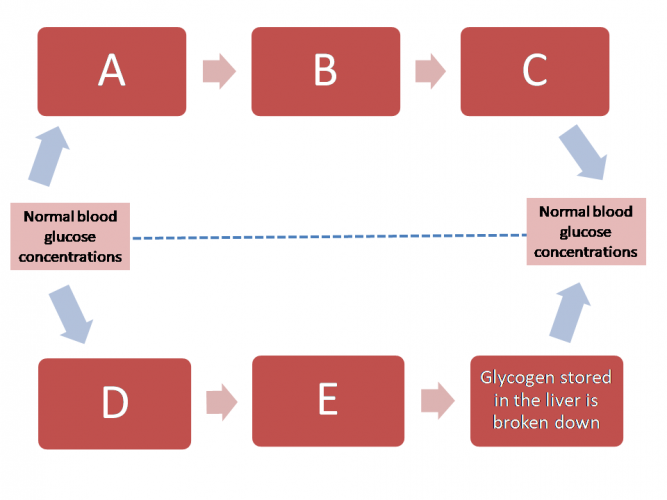 Discuss how the Body Controls Blood Sugar Concentration Worksheet - EdPlace