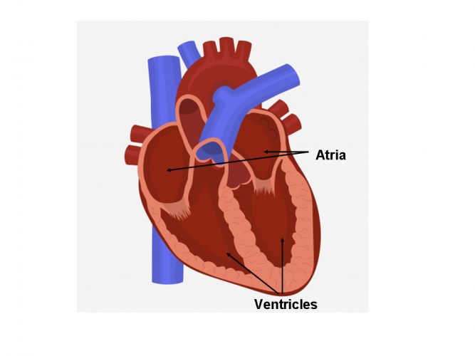 Recall the Main Structures and Functions of the Circulatory System ...