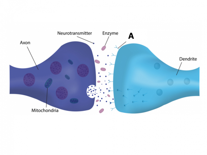 Describe Synapse Function Worksheet - EdPlace