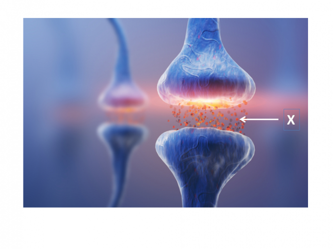Describe Synapse Function Worksheet - EdPlace