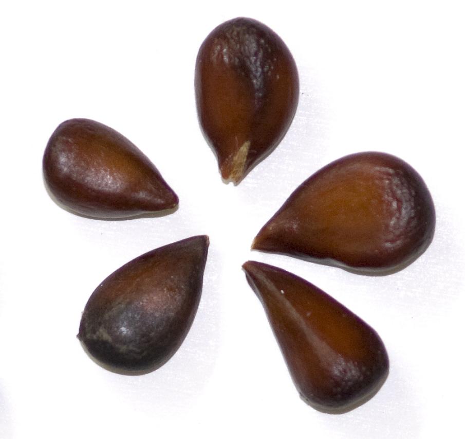 Seeds - worksheet from EdPlace