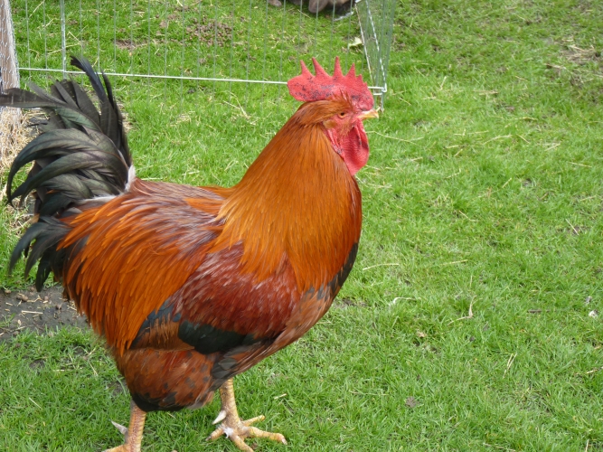 Examine the Life Cycle of Birds – Exam-Corner