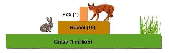 Describe Feeding Relationships Worksheet - EdPlace