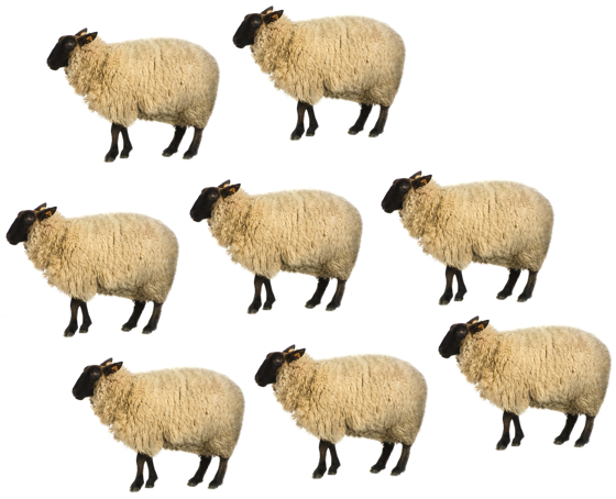 Know Your Numbers: Count the Sheep (0-10) Worksheet - EdPlace