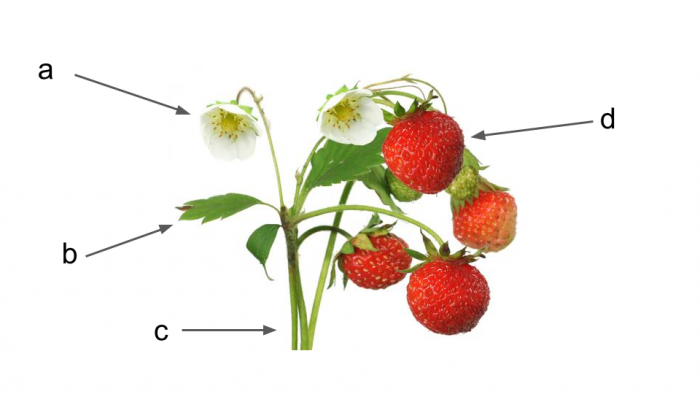 Understand the Uses of Different Parts of a Plant – Exam-Corner